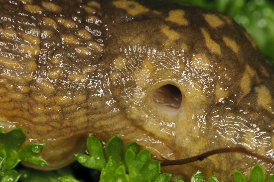 Yellow Slug Limax Flavus Adult Mantle Editorial Stock Photo - Stock ...