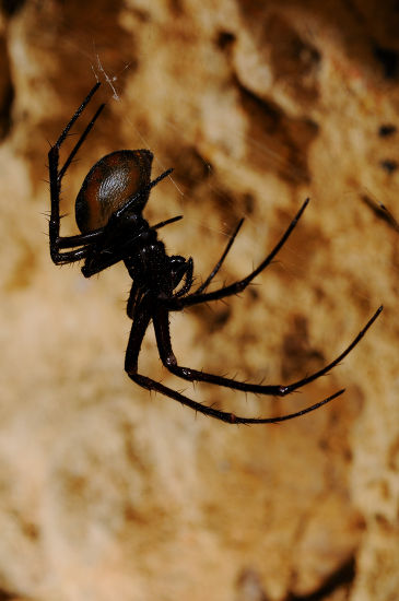 Cave Spider Meta Bourneti Adult On Editorial Stock Photo - Stock Image ...