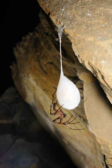 Cave Spider Meta Bourneti Adult Cocoon Editorial Stock Photo - Stock ...