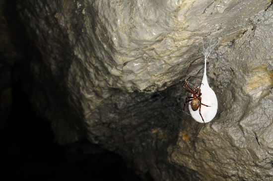 Orbweaver Cave Spider Meta Bourneti Adult Editorial Stock Photo - Stock ...