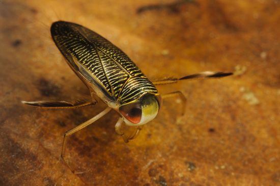 Lesser Water Boatman Corixa Sp Adult Editorial Stock Photo - Stock ...