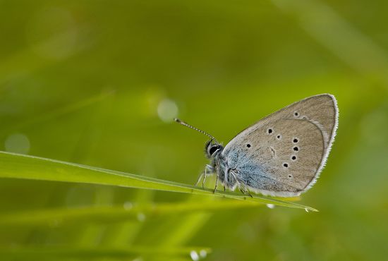 Mazarine Blue Cyaniris Semiargus Adult Roosting Editorial Stock Photo ...