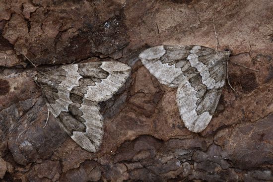 Juniper Carpet Moth Thera Juniperata Two Editorial Stock Photo - Stock ...
