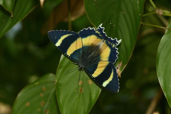 Zodiac Moth Alcides Metaurus Adult Resting Editorial Stock Photo ...