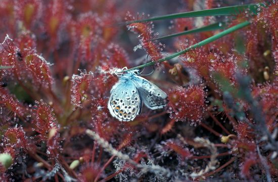 Sundew Drosera Rotundifolia Common Blue Butterfly Editorial Stock Photo ...