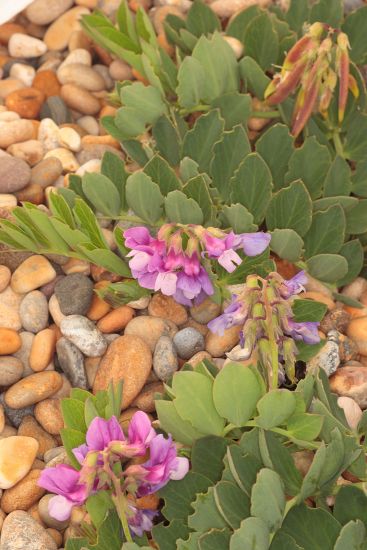 Sea Pea Lathyrus Japonicus Flowering Growing - Foto de stock de ...