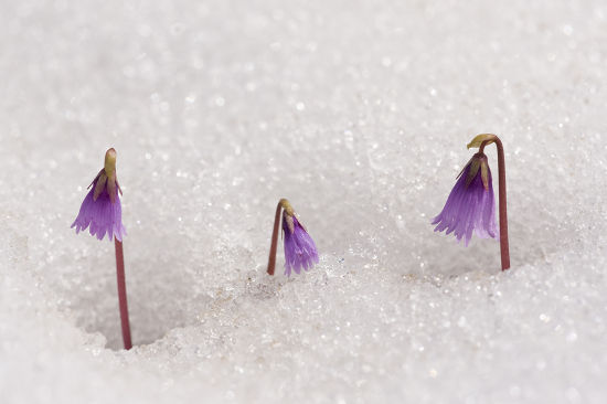 Alpine Snowbell Soldanella Alpina Flowering Appearing Editorial Stock ...