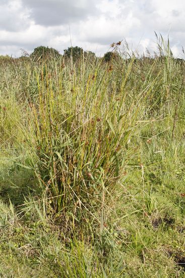 Great Fen Sedge Cladium Mariscus River Editorial Stock Photo - Stock ...