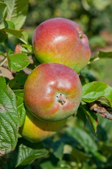 Cultivated Apple Malus Domestica Howgate Wonder Editorial Stock Photo ...