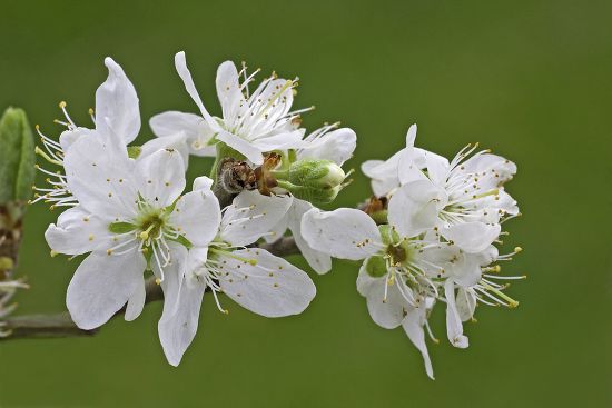 Damson Prunus Domestica Var Insititia Flowers Editorial Stock Photo ...