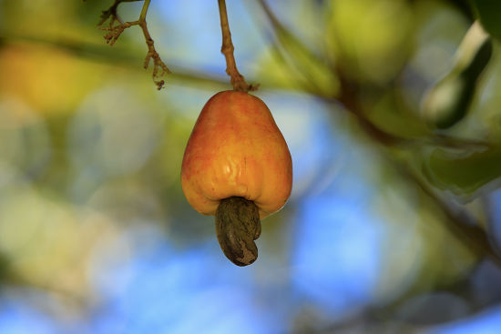 Cashewnut Anacardium Occidentale Fruit Nut Roatan Editorial Stock Photo ...