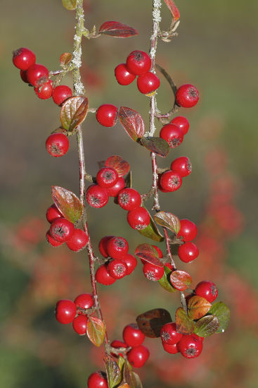 Himalayan Cotoneaster Cotoneaster Simonsii Berries Powys Editorial ...
