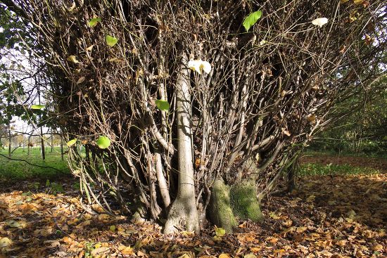 Common Lime Tilia X Europaea Trunk Editorial Stock Photo - Stock Image ...