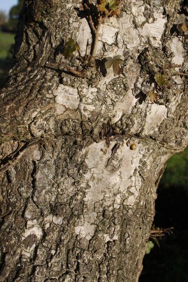 Field Maple Acer Campestre Bark Thornham Editorial Stock Photo - Stock ...