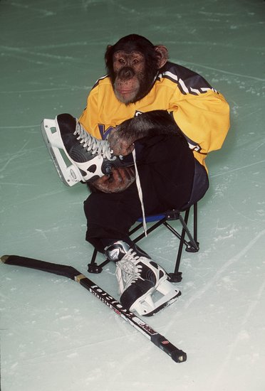 Jack Chimpanzee Film Most Valuable Primate Editorial Stock Photo ...