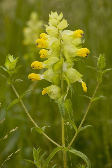 Yellow Rattle Rhinanthus Rumelicus Flowering Romania Editorial Stock ...