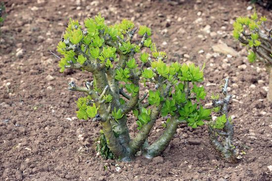 Botterboom Tree Tylecodon Paniculatus Habit Karoo Editorial Stock Photo ...