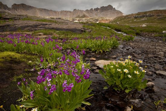 Parrys Primrose Primula Parryi White Marsh Editorial Stock Photo ...