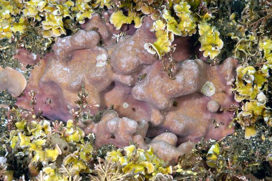 Red Encrusting Algae Lithothamnion Sp On Editorial Stock Photo - Stock ...