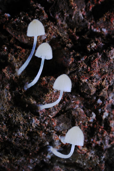 Fairy Inkcap Coprinellus Disseminatus Fruiting Bodies Editorial Stock ...
