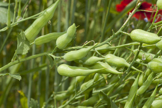 Fodder Radish Raphanus Sativus Oleiformis Seedpods Editorial Stock ...