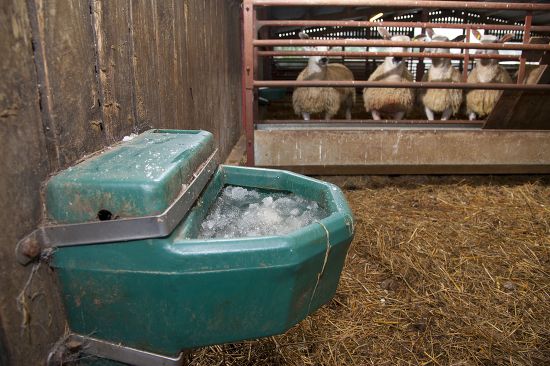 Frozen Water Drinker Farm Building Sheep Editorial Stock Photo - Stock ...