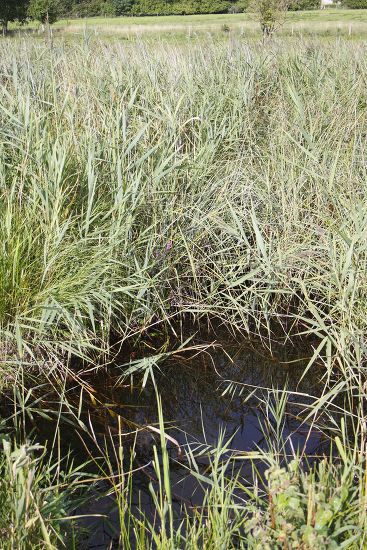 Typical Fen Raft Spider Pool Reedbed Editorial Stock Photo - Stock ...