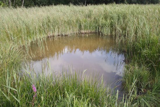 Typical Fen Raft Spider Pool Reedbed Editorial Stock Photo - Stock ...