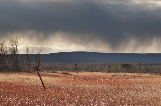 Boreal Bog Habitat Cottongrass Crosscountry Ski Editorial Stock Photo ...