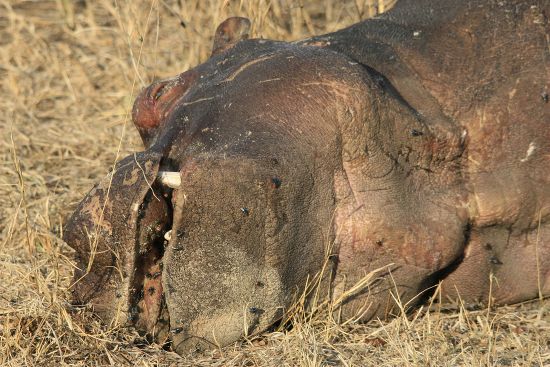 Dead Hippopotamus Head Covered Flies Sabi Editorial Stock Photo - Stock ...