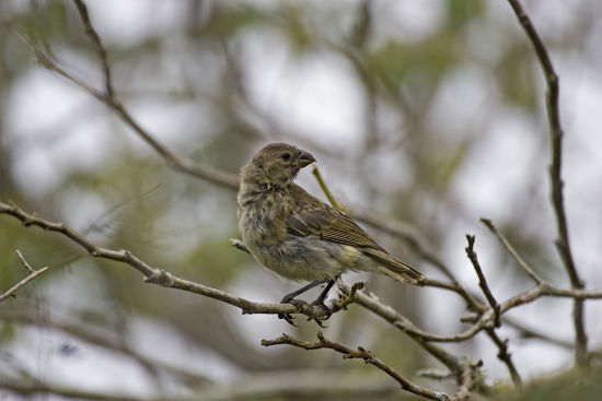 Vegetarian Finch Platyspiza Crassirostrisgalapagos Editorial Stock ...