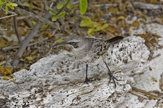 Hood Mockingbird Nesomimus Macdonaldi Galapagos Espanola Editorial ...