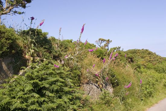 Devon Country Lane Foxgloves Bracken Growing Editorial Stock Photo ...