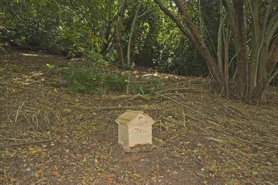 Bumble Bee Nest Box Woodland Setting Editorial Stock Photo - Stock ...