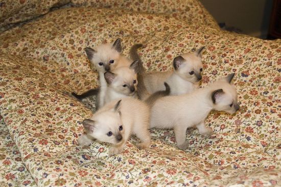 Domestic Cat Siamese Four Week Old Editorial Stock Photo - Stock Image ...