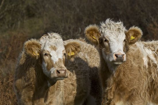 Highland Cross Cattle Double Yellow Ear Editorial Stock Photo - Stock ...