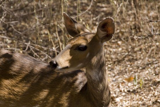 Female Bushbuck Editorial Stock Photo - Stock Image | Shutterstock