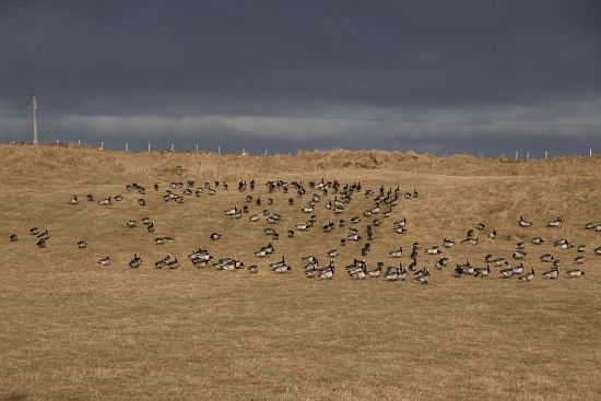 Barnacle Geese Field On Scottish Island Editorial Stock Photo - Stock ...