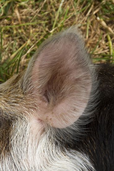 Domestic Pig Ear Editorial Stock Photo - Stock Image | Shutterstock