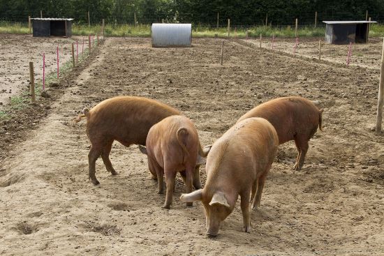 Tamworth Pigs Feeding On Pignuts Editorial Stock Photo - Stock Image ...