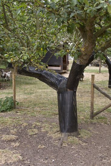 Apple Tree Protection Covers Stop Animal Editorial Stock Photo - Stock ...