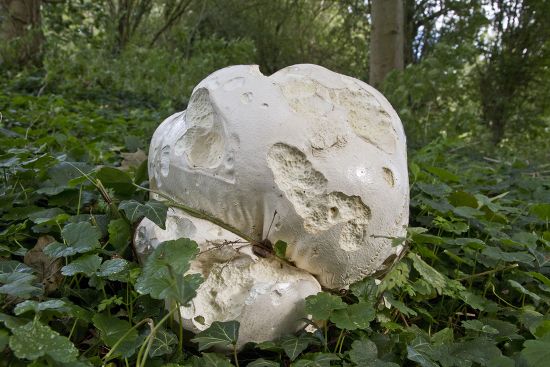 Giant Puffball Fruiting Body Suffolk England Editorial Stock Photo ...
