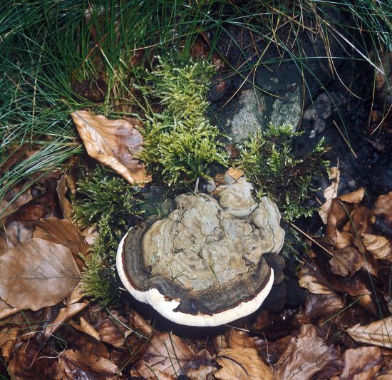 Heterobasidion Annosum Basidiomycete Fungus Family Bondarzewiaceae ...