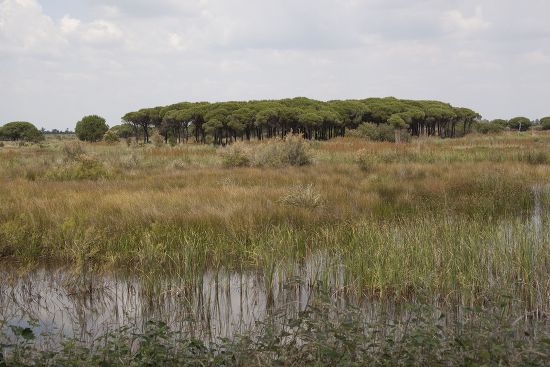 Marsh Boggy Habitat Coto Donana Some Editorial Stock Photo - Stock ...