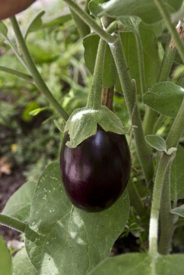 Eggplant Aubergine Melongene Brinjal Guinea Squash Editorial Stock ...