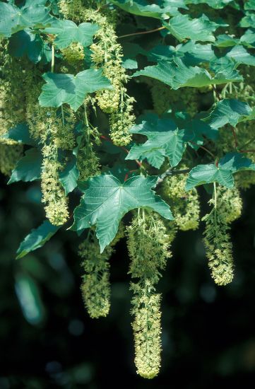 Sycamore Flower Clusters Editorial Stock Photo - Stock Image | Shutterstock