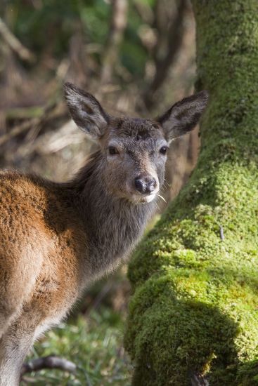 Red Deer Hind Woodland On Islay Editorial Stock Photo - Stock Image ...