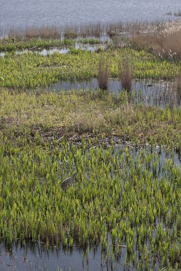 Great Bittern Wading Through Reeds Rspb Editorial Stock Photo - Stock ...