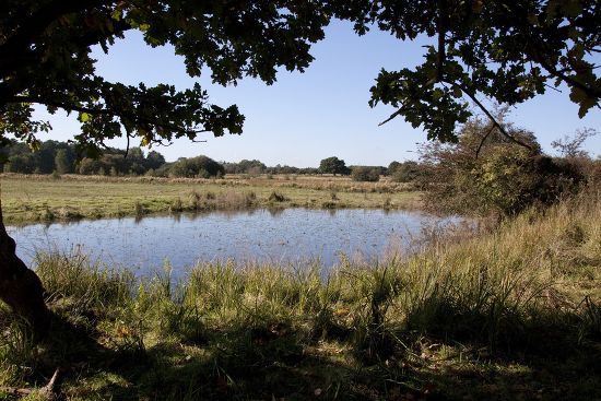 Darsham Marsh Marshland Habitat Owned By Editorial Stock Photo - Stock ...