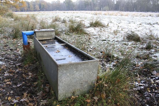Frozen Water Trough Rushes Edge Frost Editorial Stock Photo - Stock ...